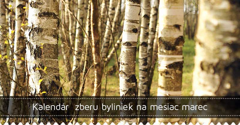 Kalendár zberu byliniek na mesiac marec | BIOnatural